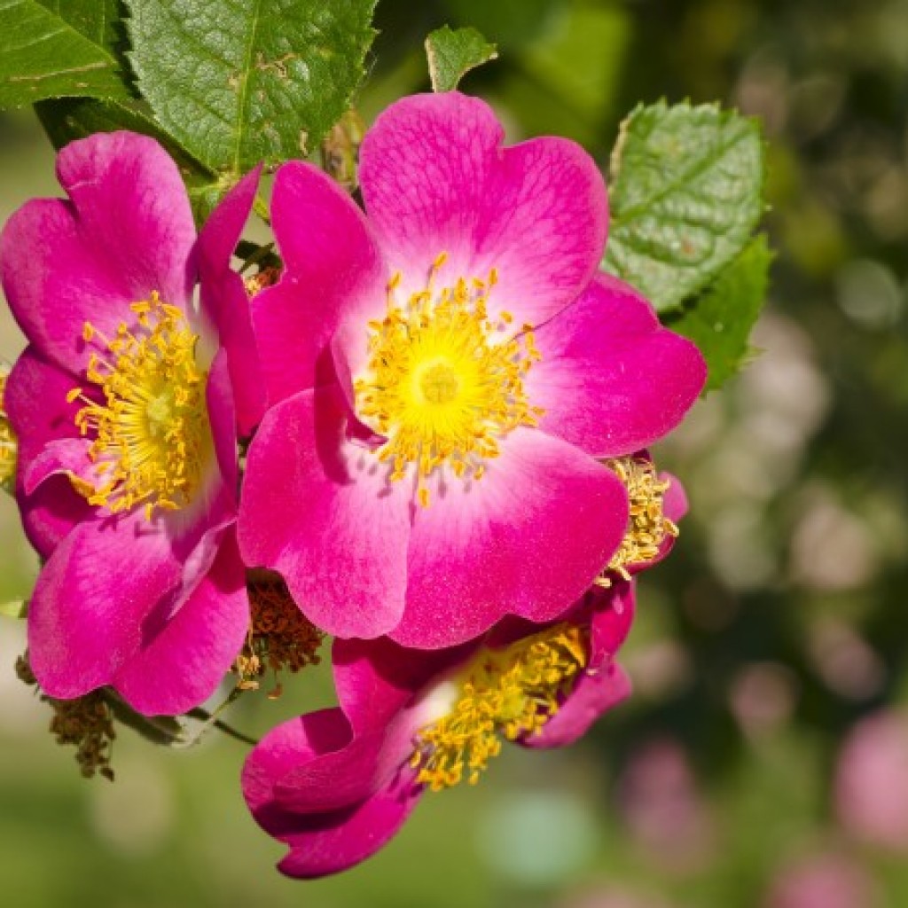 Bach Flowers - Health Ways for you